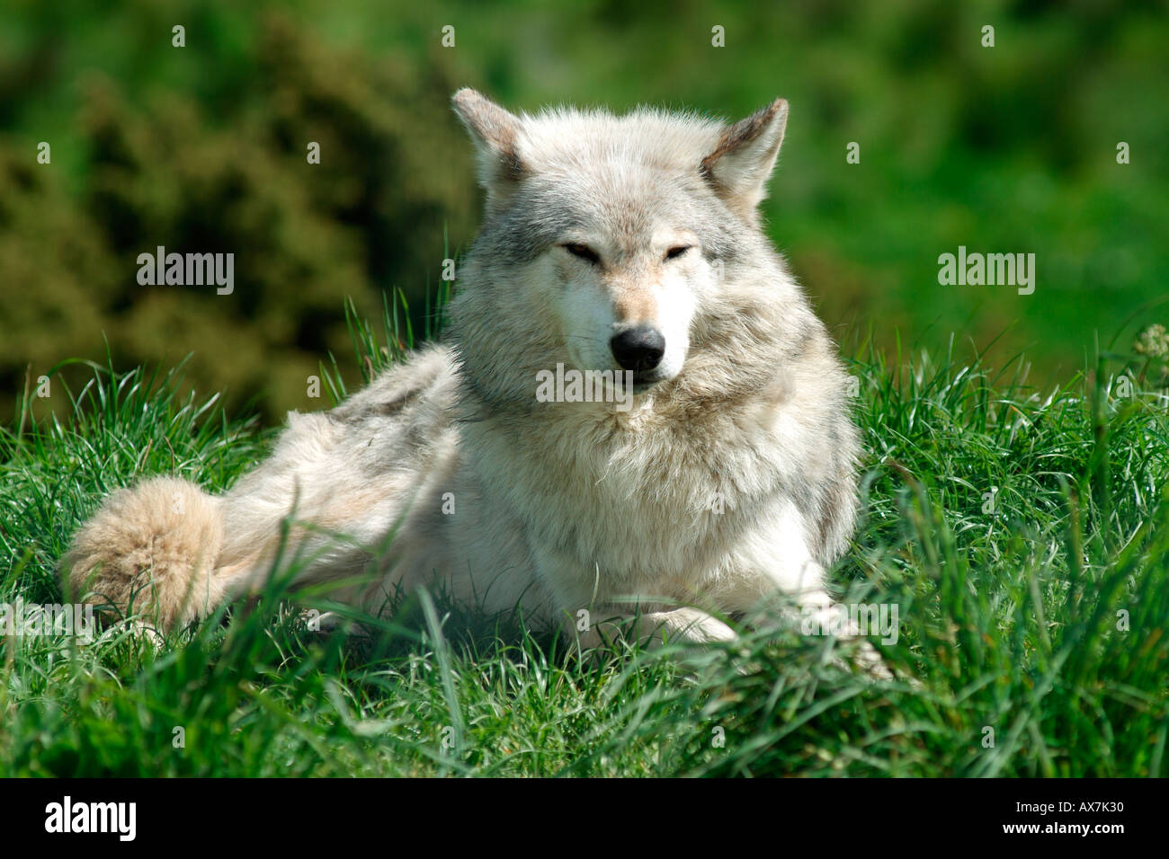 Highland wildlife park kincraig wolf hi-res stock photography and ...