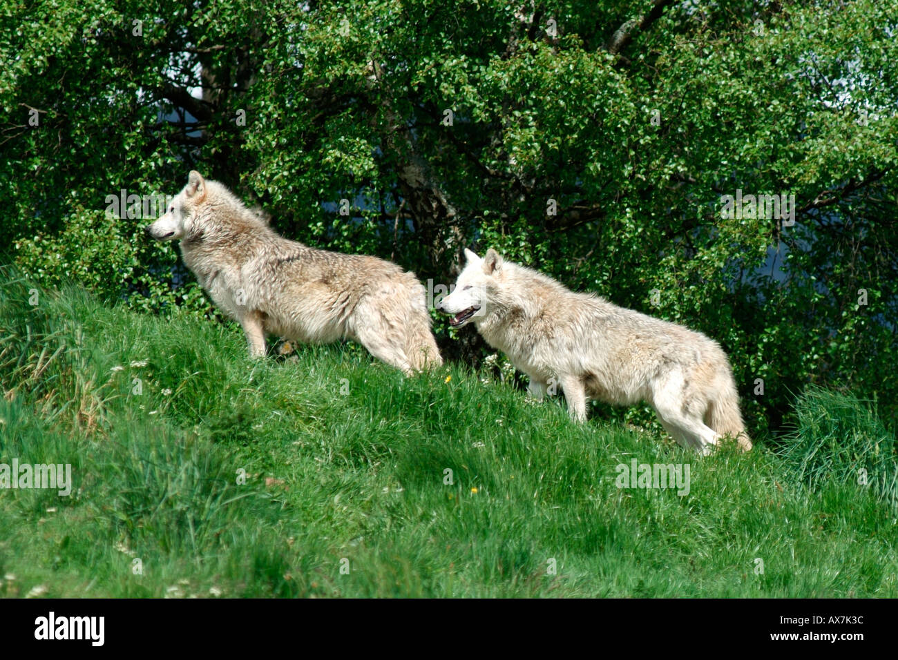 Timber wolf pair Highland Wildlife Park Kincraig Kingussie Scotland ...