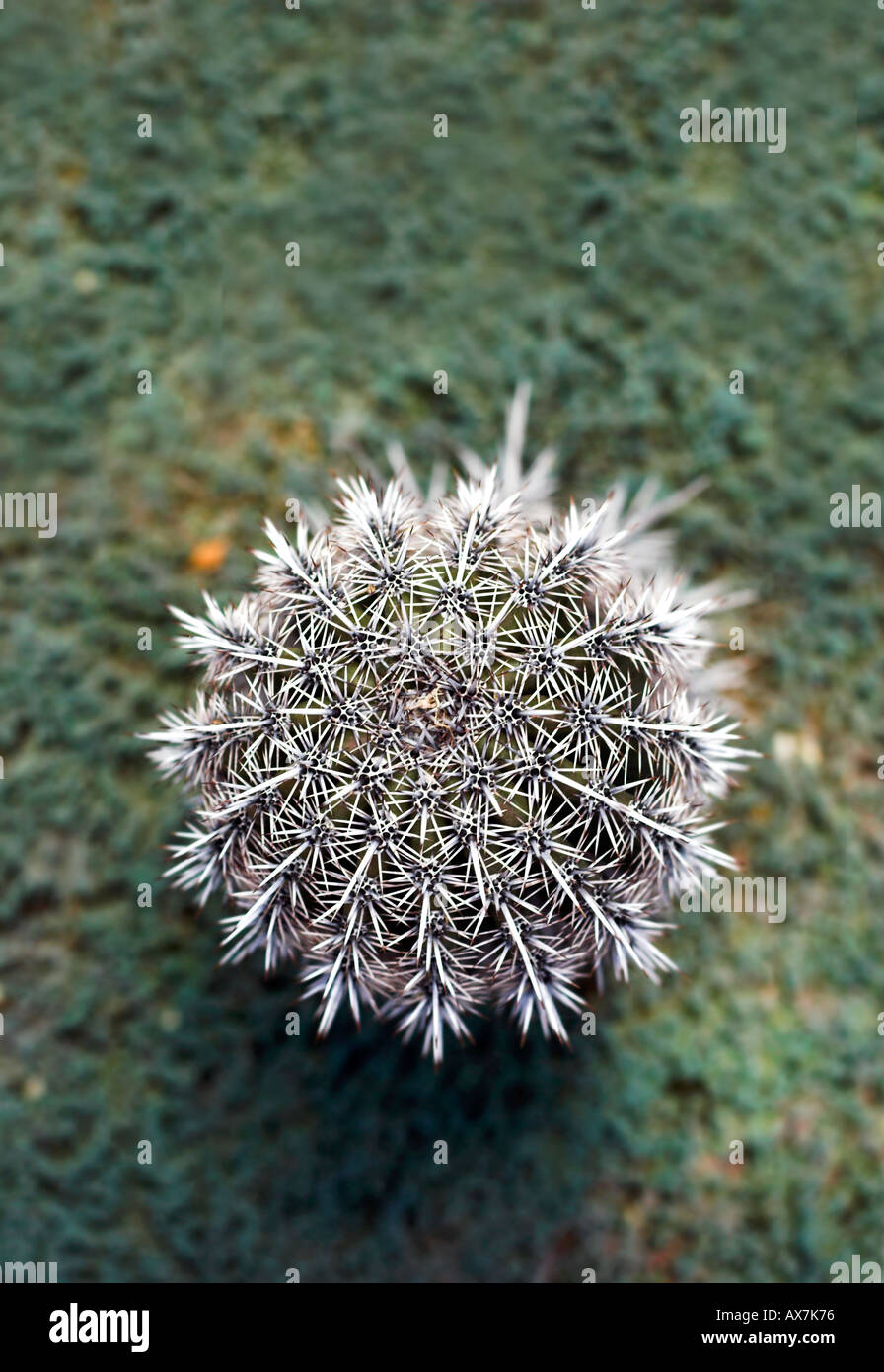 Bergianska hi-res stock photography and images - Alamy