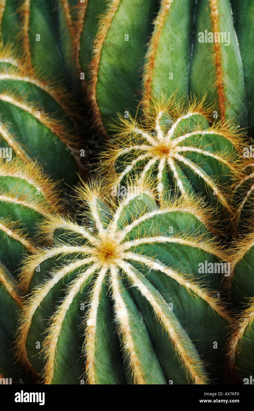 Parodia magnifica cactus Stock Photo - Alamy