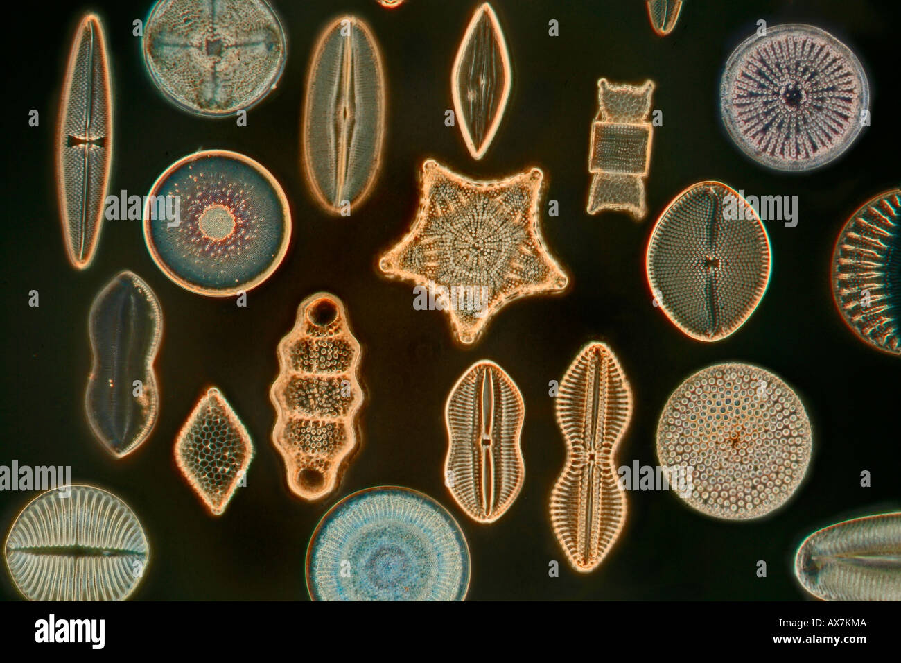 Phylum Bacillariophyta