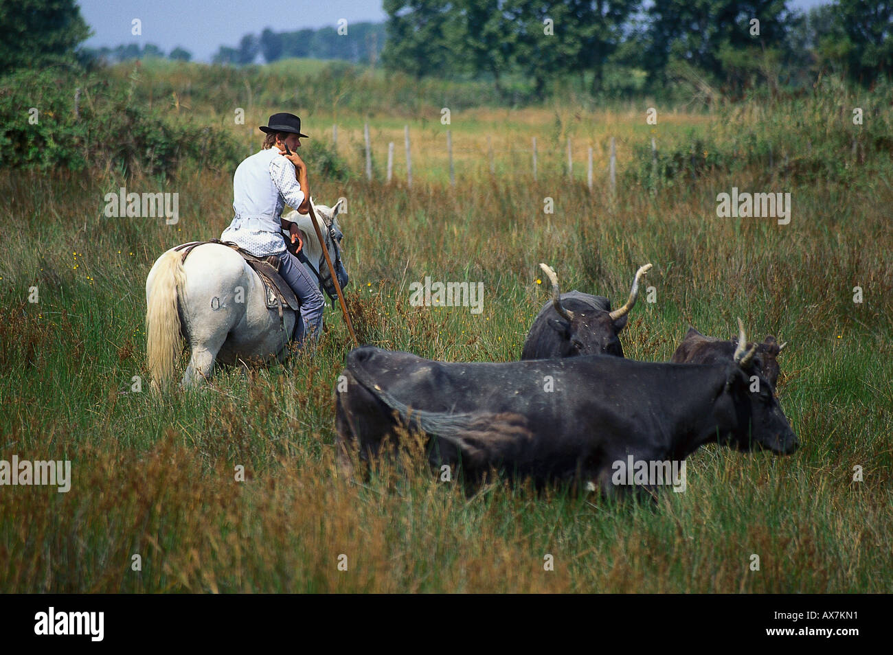 Stiere auf der Weide, Camargue Frankreich Stock Photo - Alamy