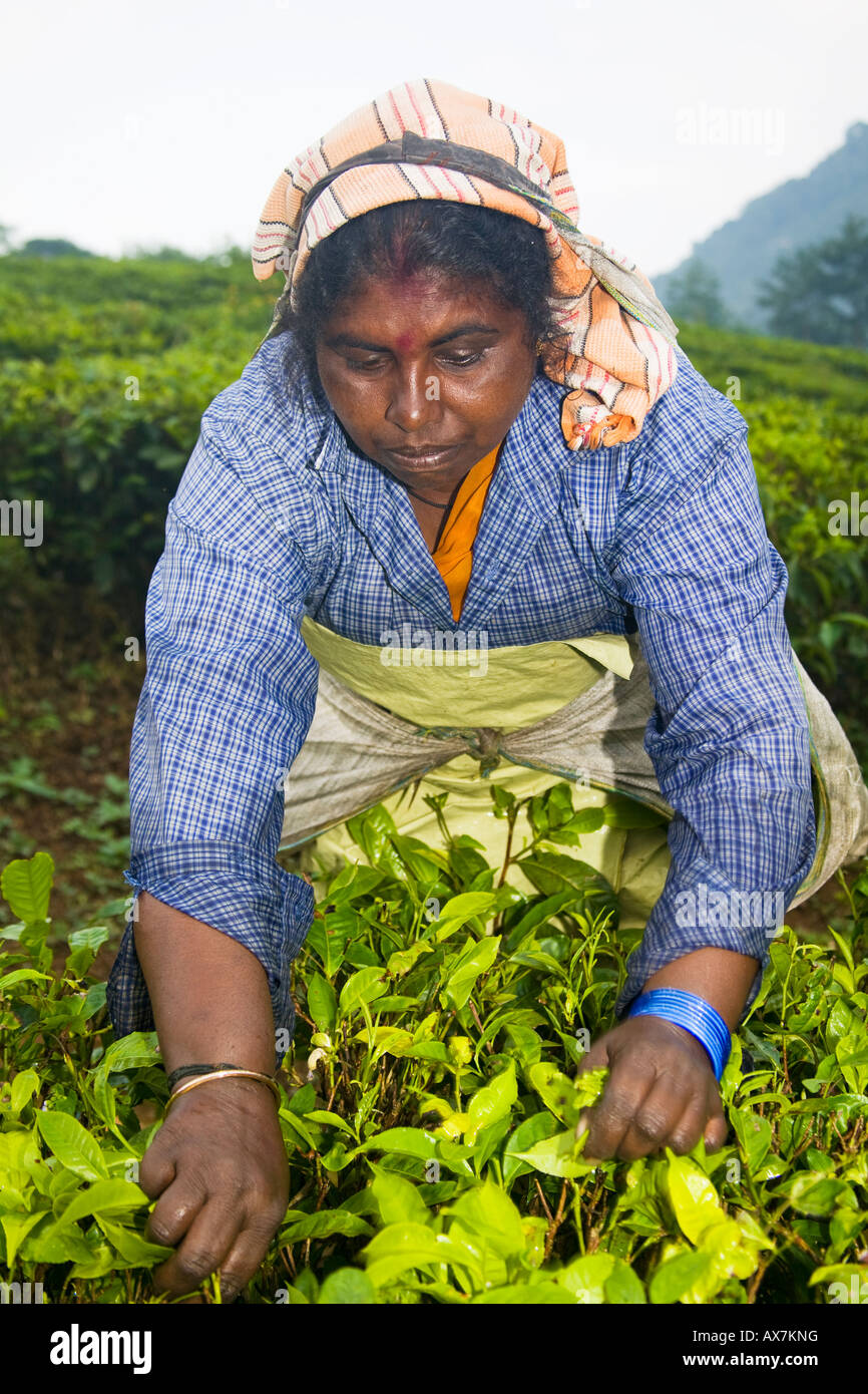 Vandiperiyar hi-res stock photography and images - Alamy