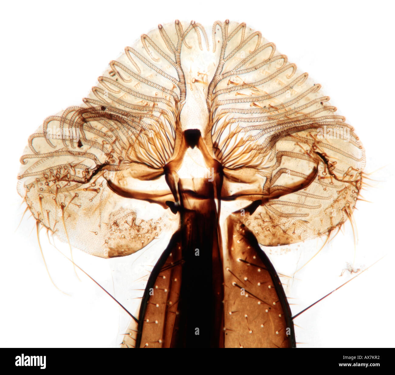 fly proboscis photomicrograph sowing general sponge like structure ...
