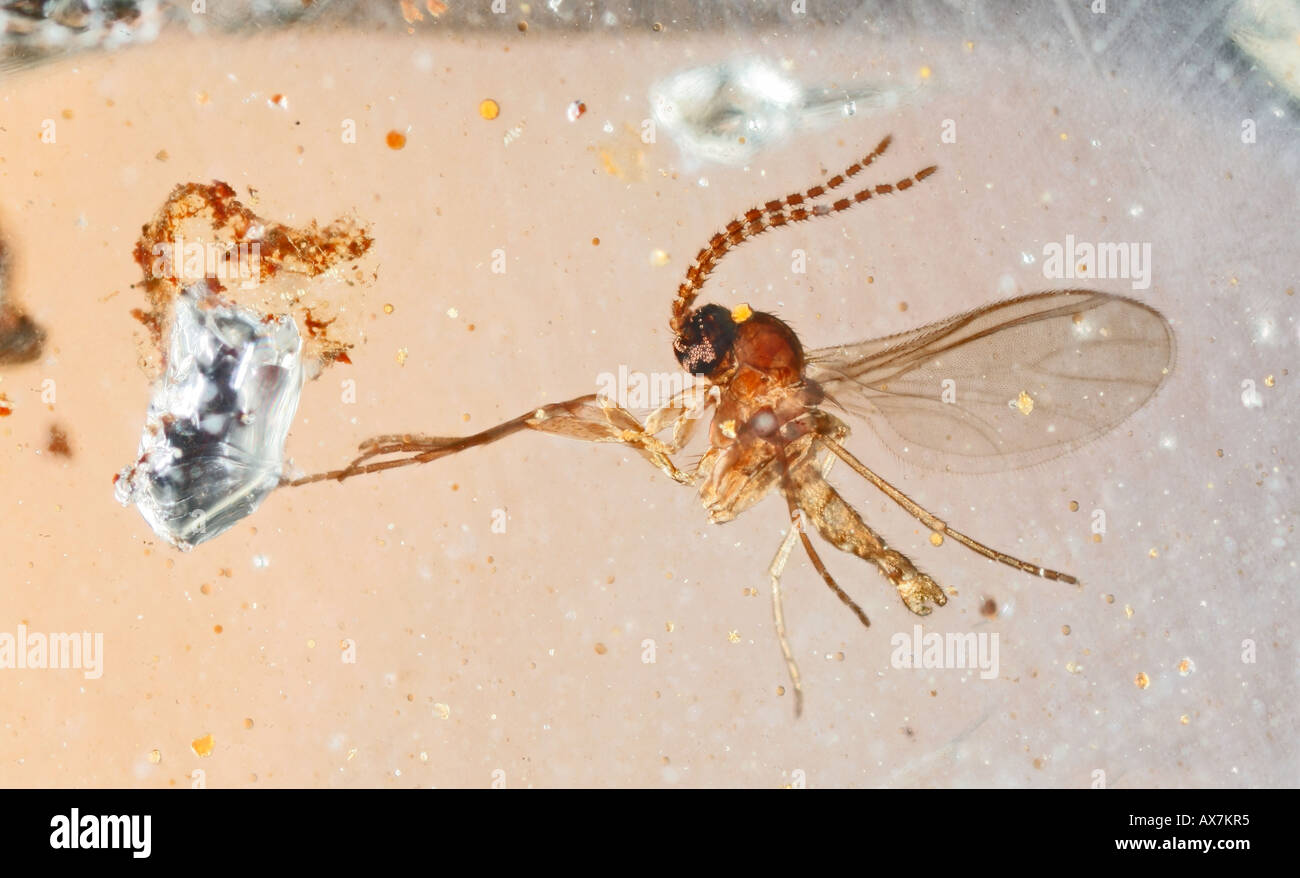 fungus fly in copal from madagascar Stock Photo - Alamy