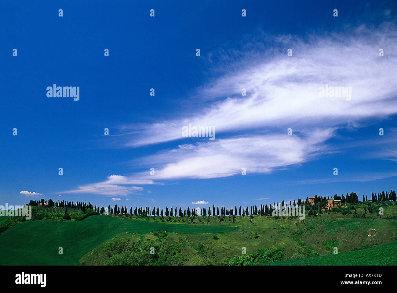 Pinien pinien hi-res stock photography and images - Alamy