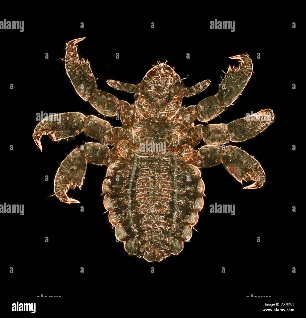 Parasitic louse hi-res stock photography and images - Alamy