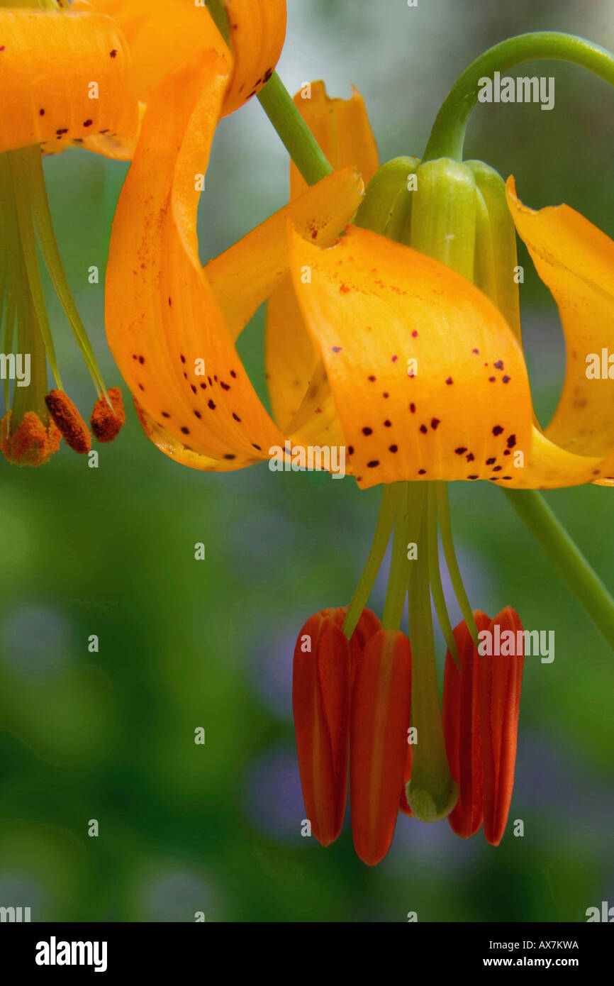 Columbia lily lilium columbianum hi-res stock photography and images ...
