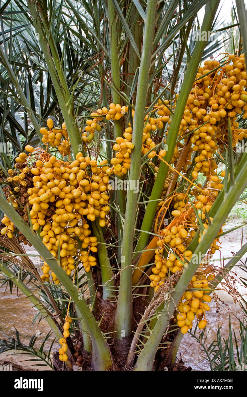Bunches of ripening dates on date palm tree in the Palmerar, Elche ...