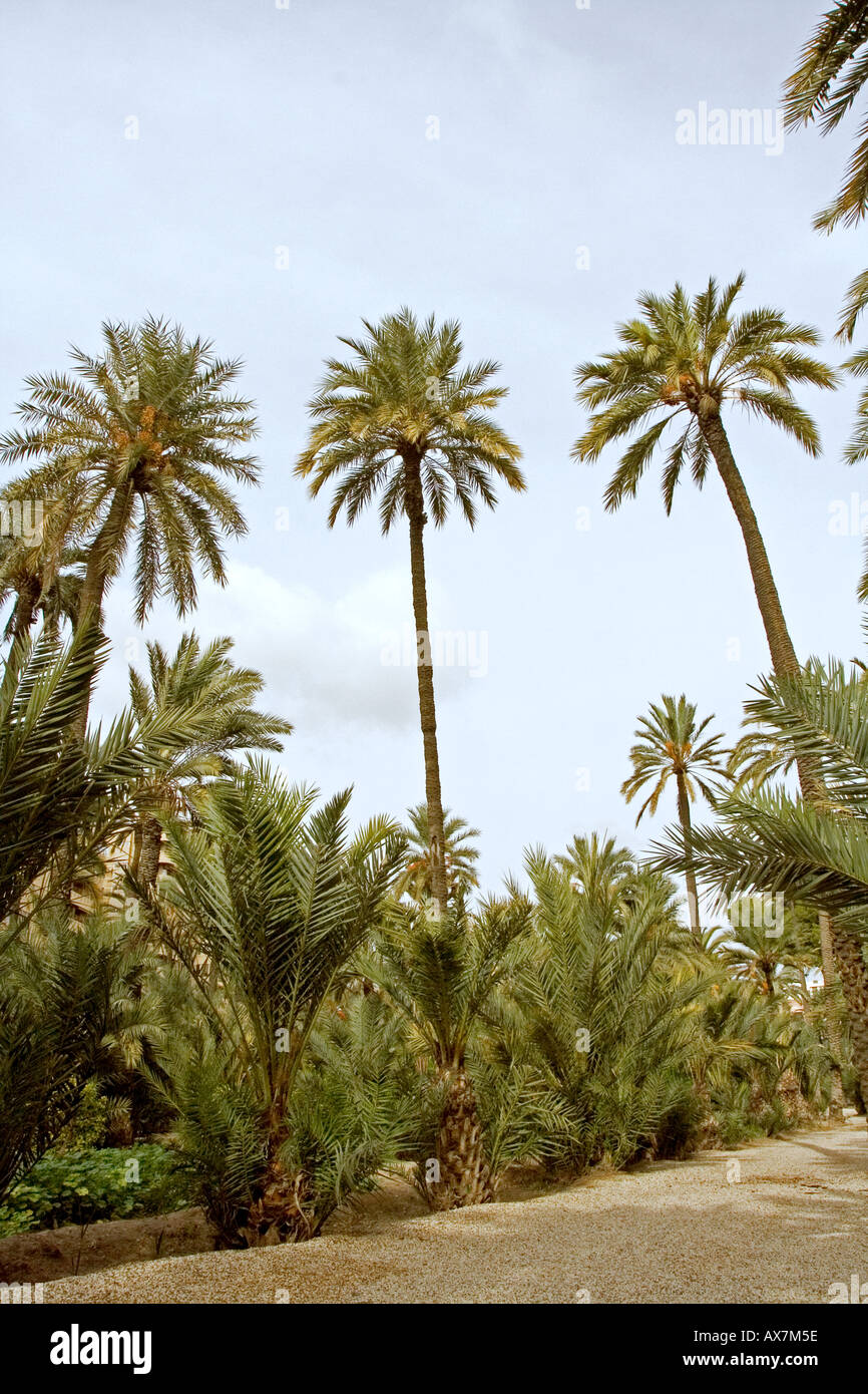 Tall Date Palm trees at the Palmerar grove in the Museum grounds at ...