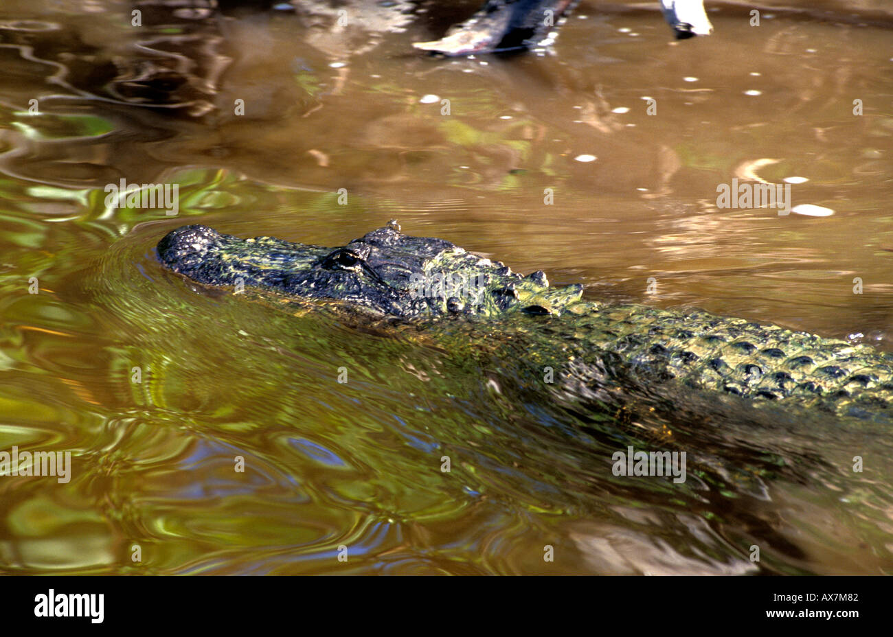Light luring hi-res stock photography and images - Alamy