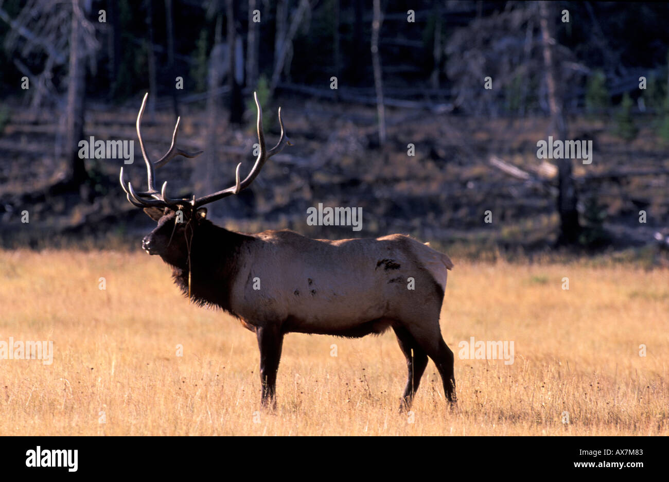 American stag in the wild Stock Photo - Alamy