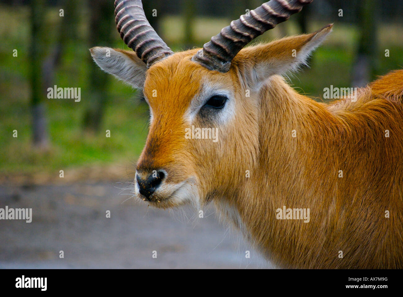 lechwe deer in safari park surroundings Stock Photo - Alamy