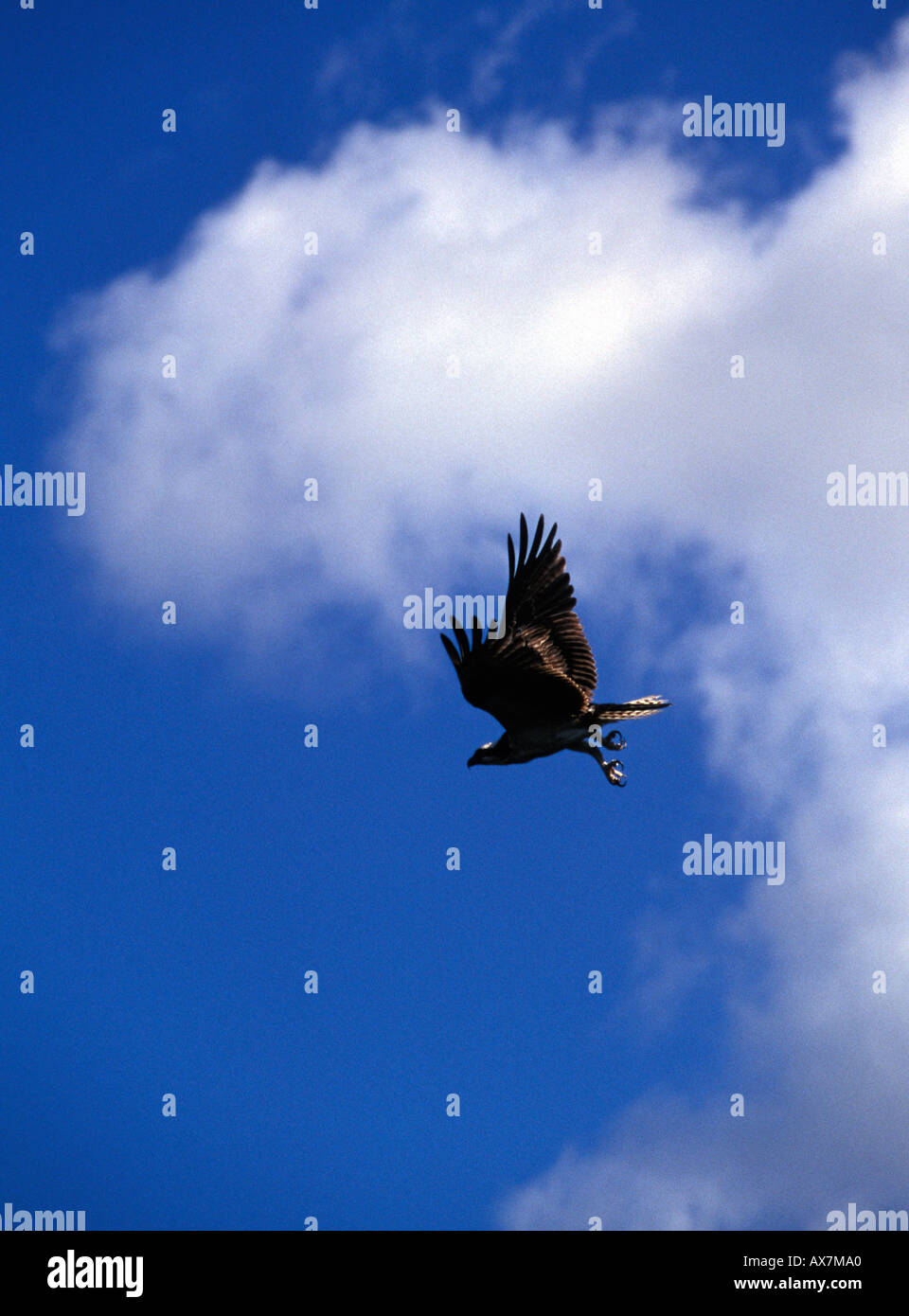 Ready to pounce on bird hi-res stock photography and images - Alamy