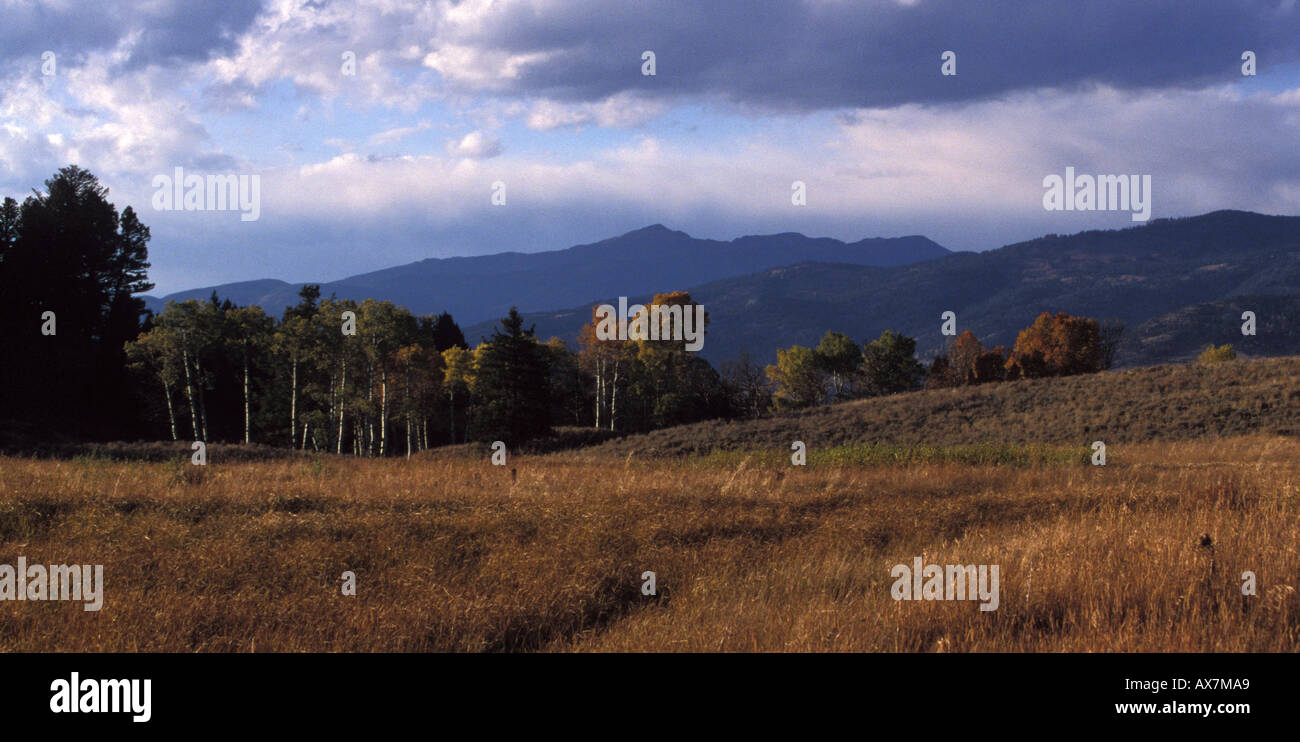 Trees outside the woods Stock Photo - Alamy