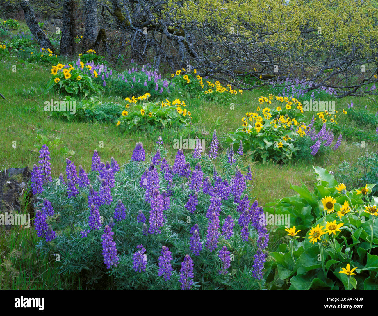 Forested plateau spring hi-res stock photography and images - Alamy