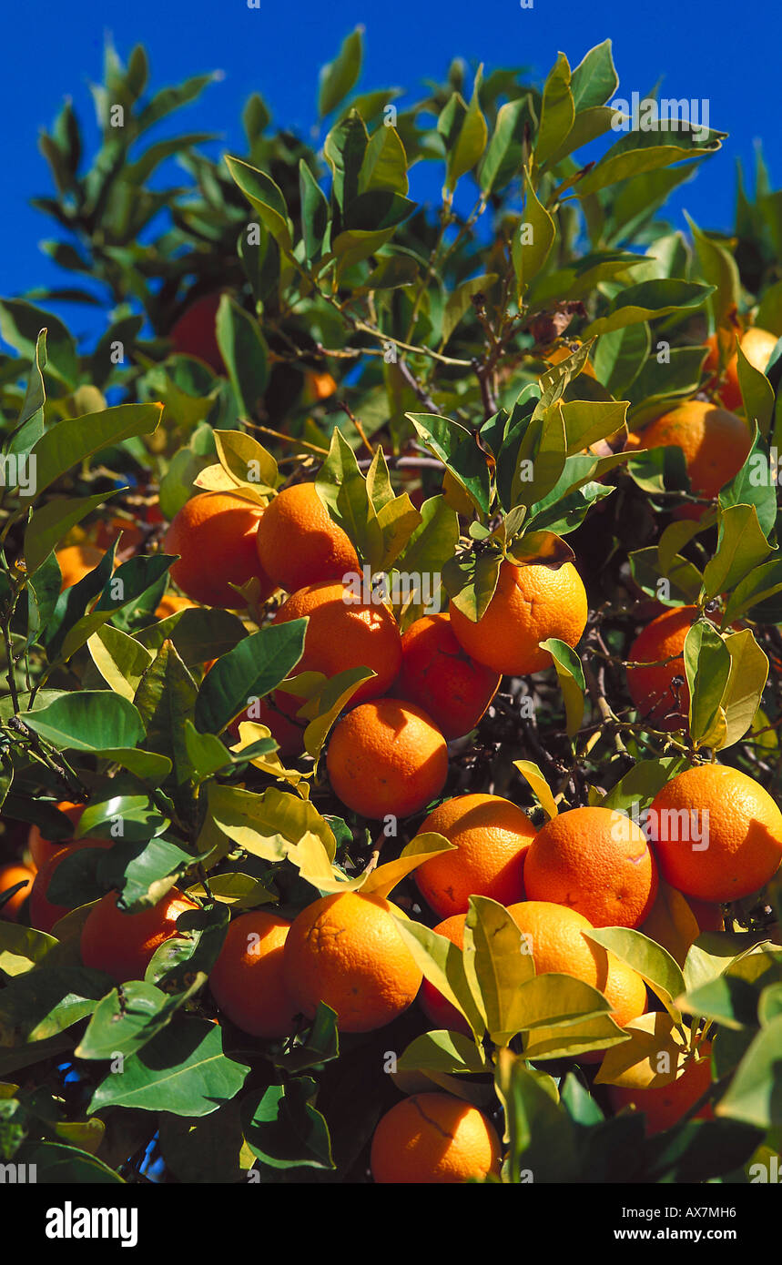 Orange tree, Creta Greece Stock Photo - Alamy