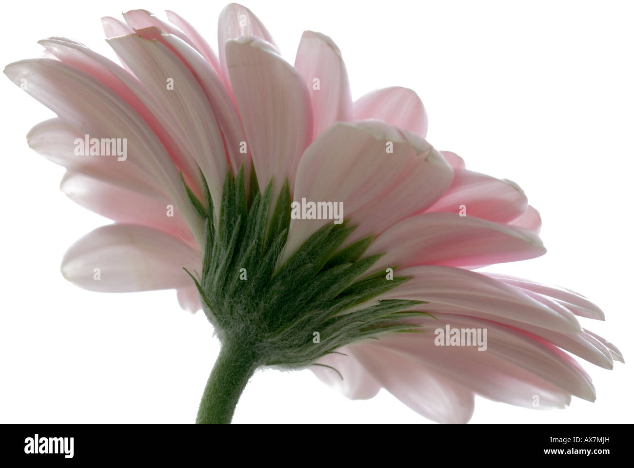 Petals stalk hi-res stock photography and images - Alamy