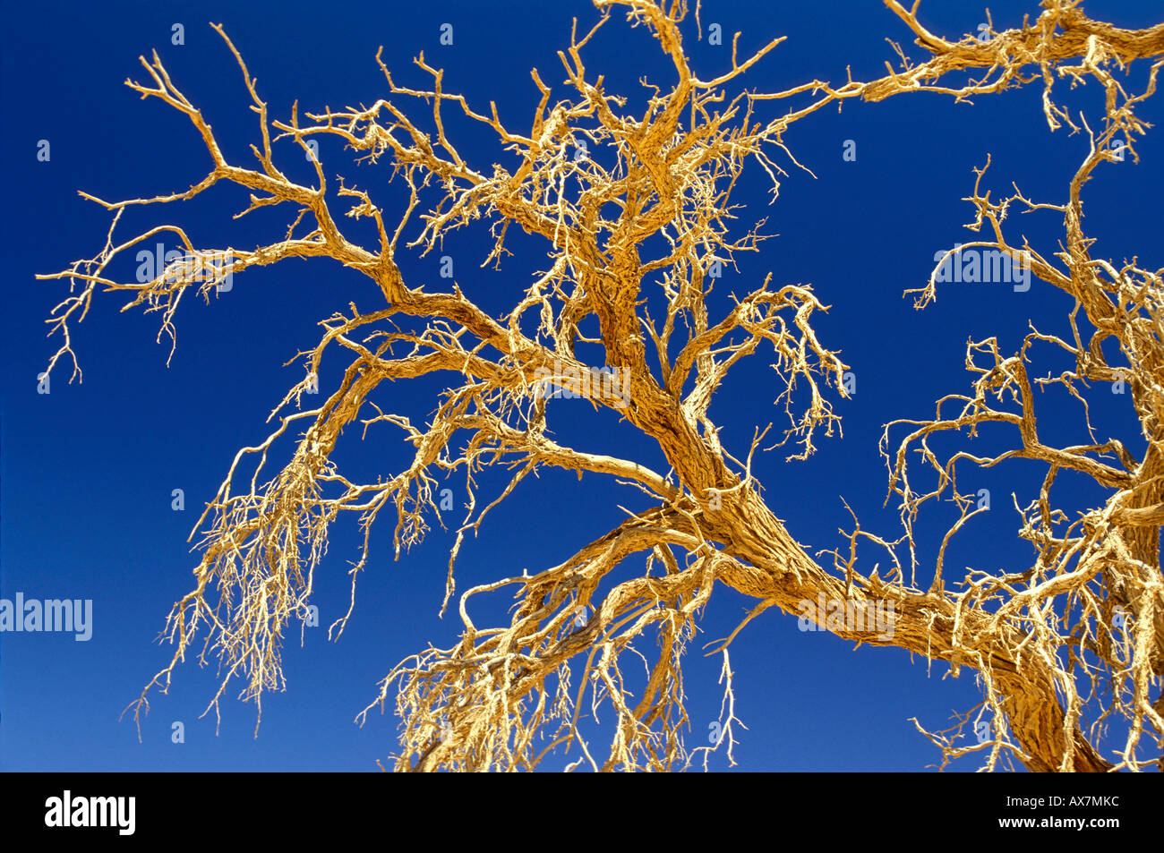 Dried desert tree, Namibia, Africa Stock Photo - Alamy
