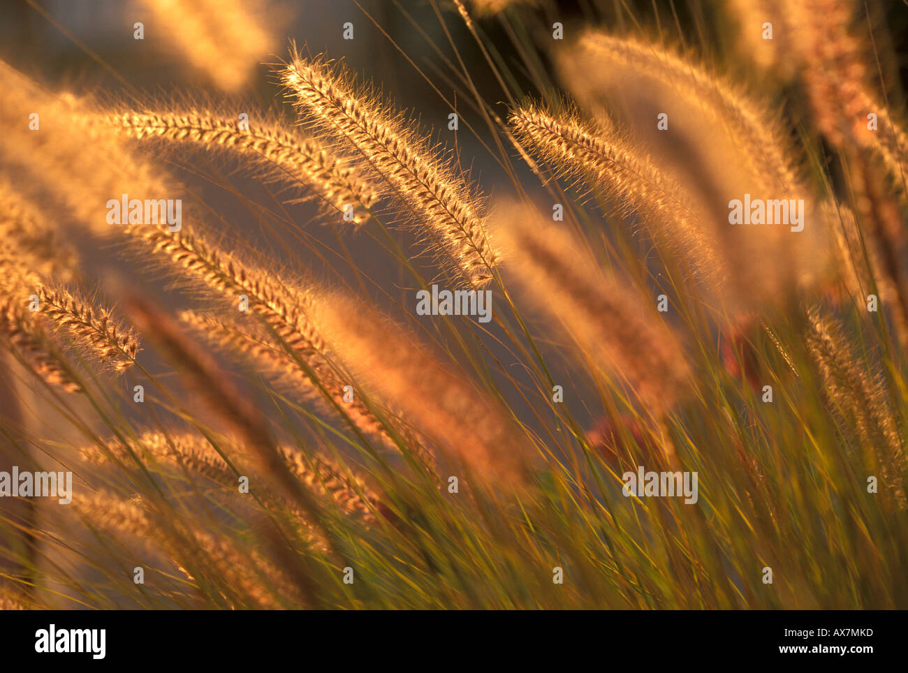 Grass in back light, Namibia, Africa Stock Photo - Alamy