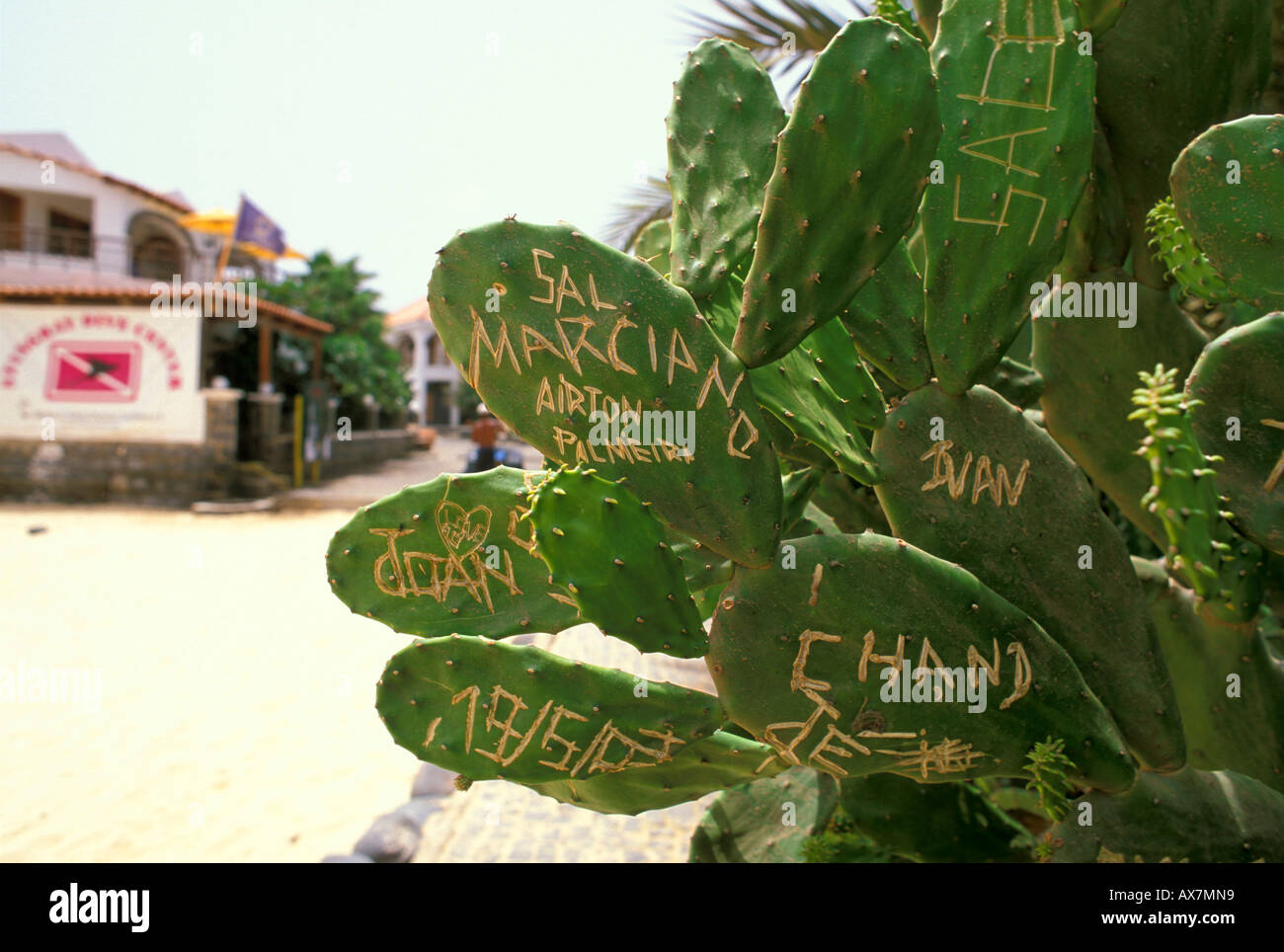 Cactus, Santa Maria, Sal, Cape Verde Islands, Africa Stock Photo - Alamy