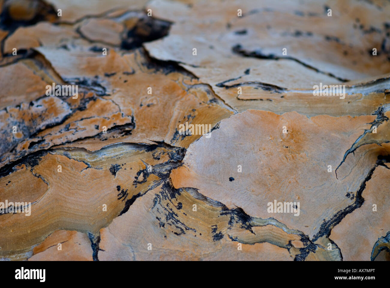 Bark of the Quiver Tree Stock Photo - Alamy