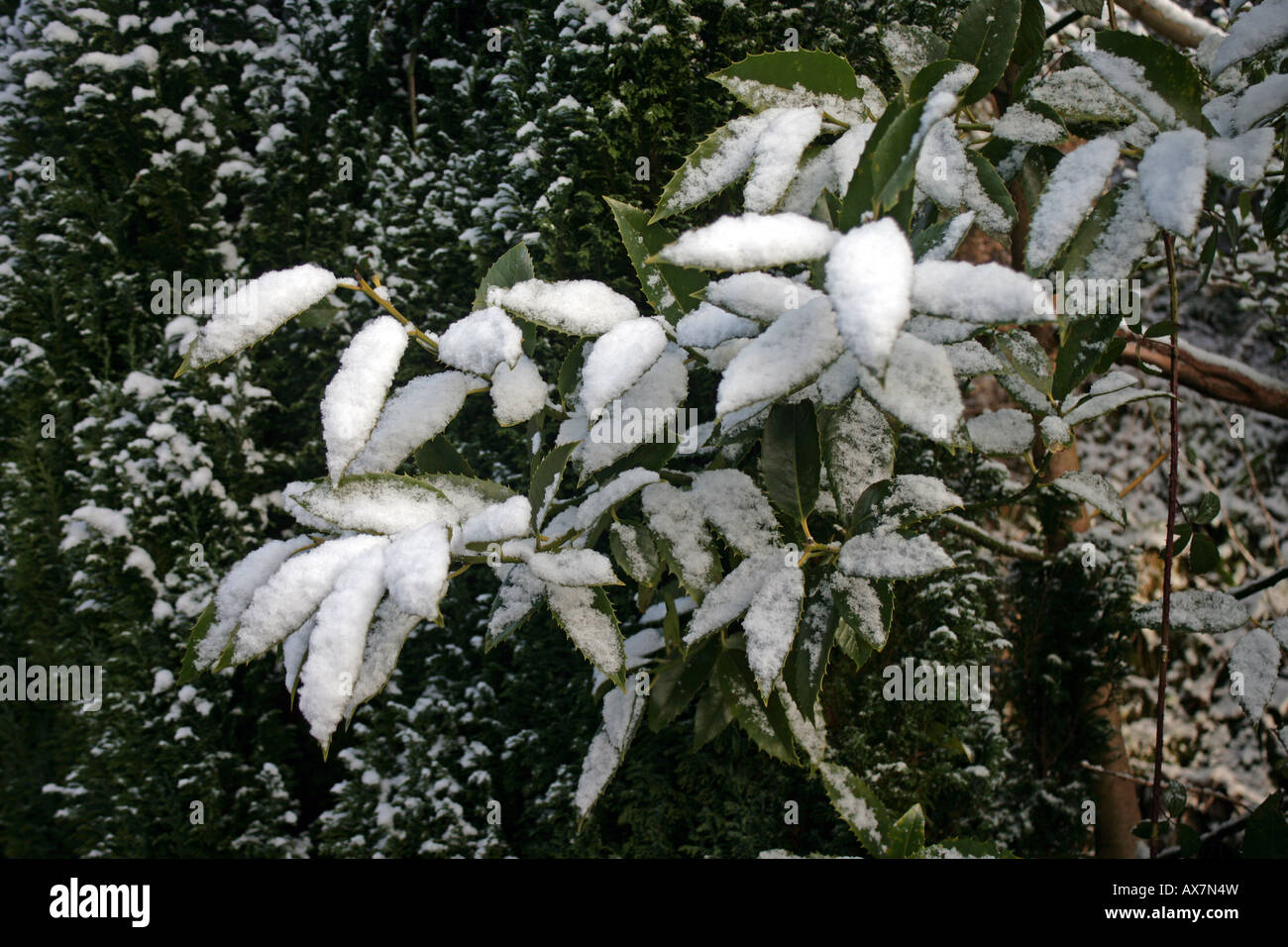 Holly tree under snow in an Irish garden Stock Photo - Alamy