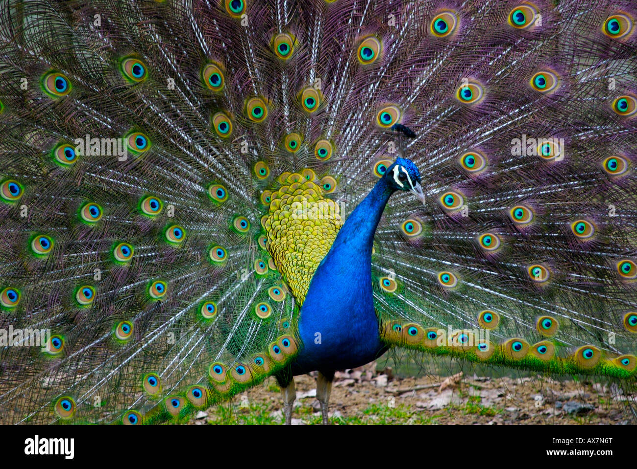 Beautiful proud peacock displaying Stock Photo - Alamy