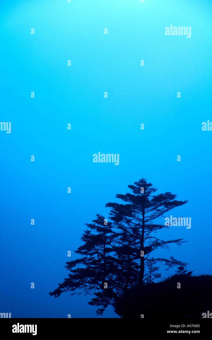 A single tree on ledge with a blue sky background on the Oregon Coast ...