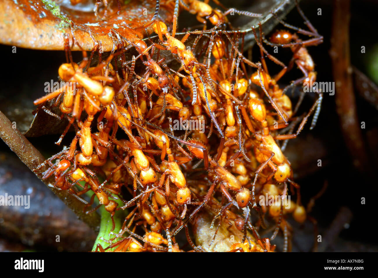 Army ant hi-res stock photography and images - Alamy