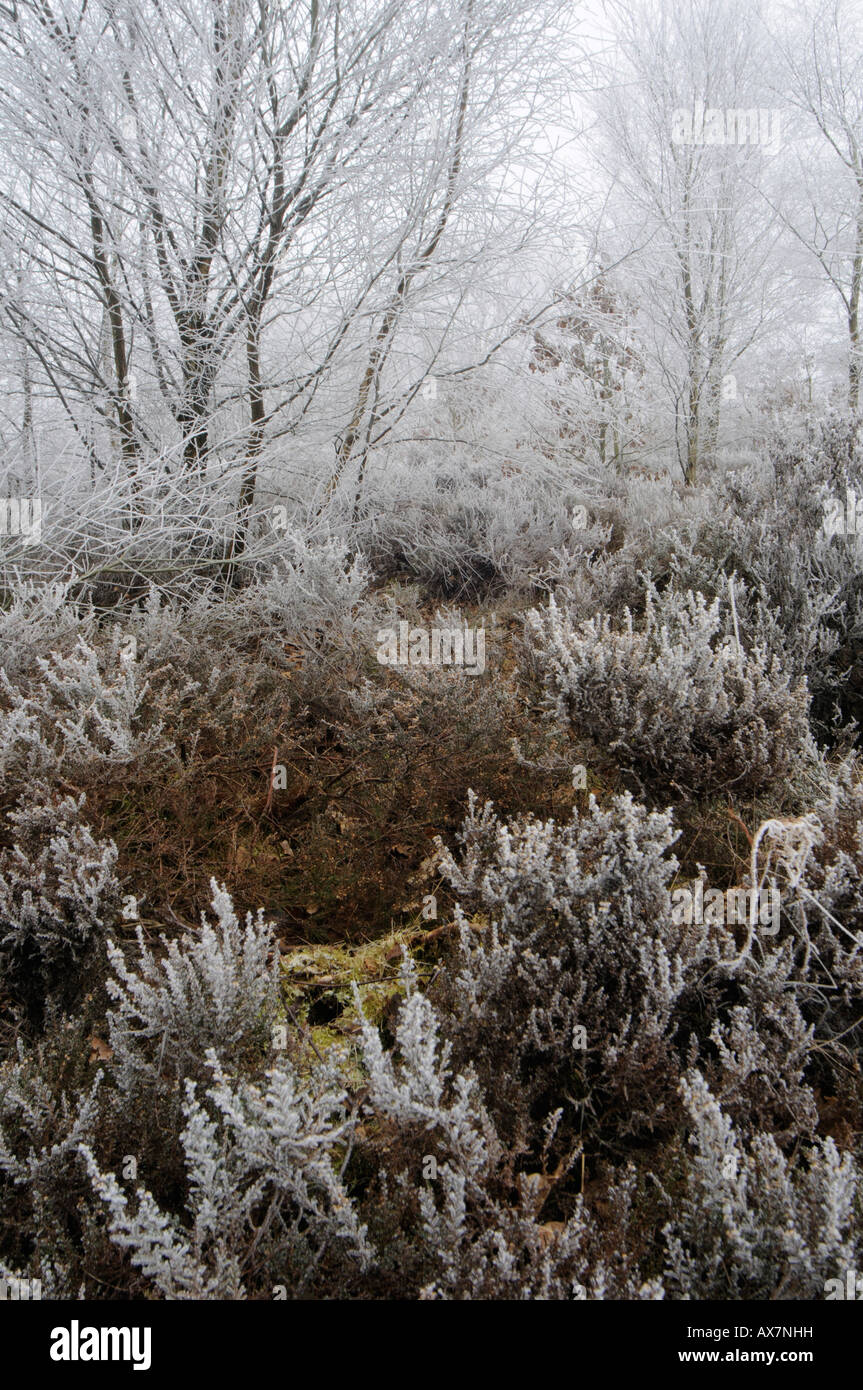 Frost mist misty hi-res stock photography and images - Alamy