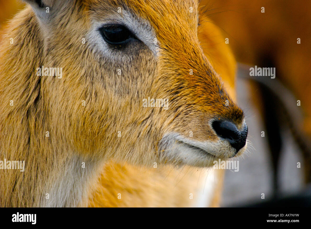 lechwe deer head shot sharp focus small depth of field Stock Photo - Alamy