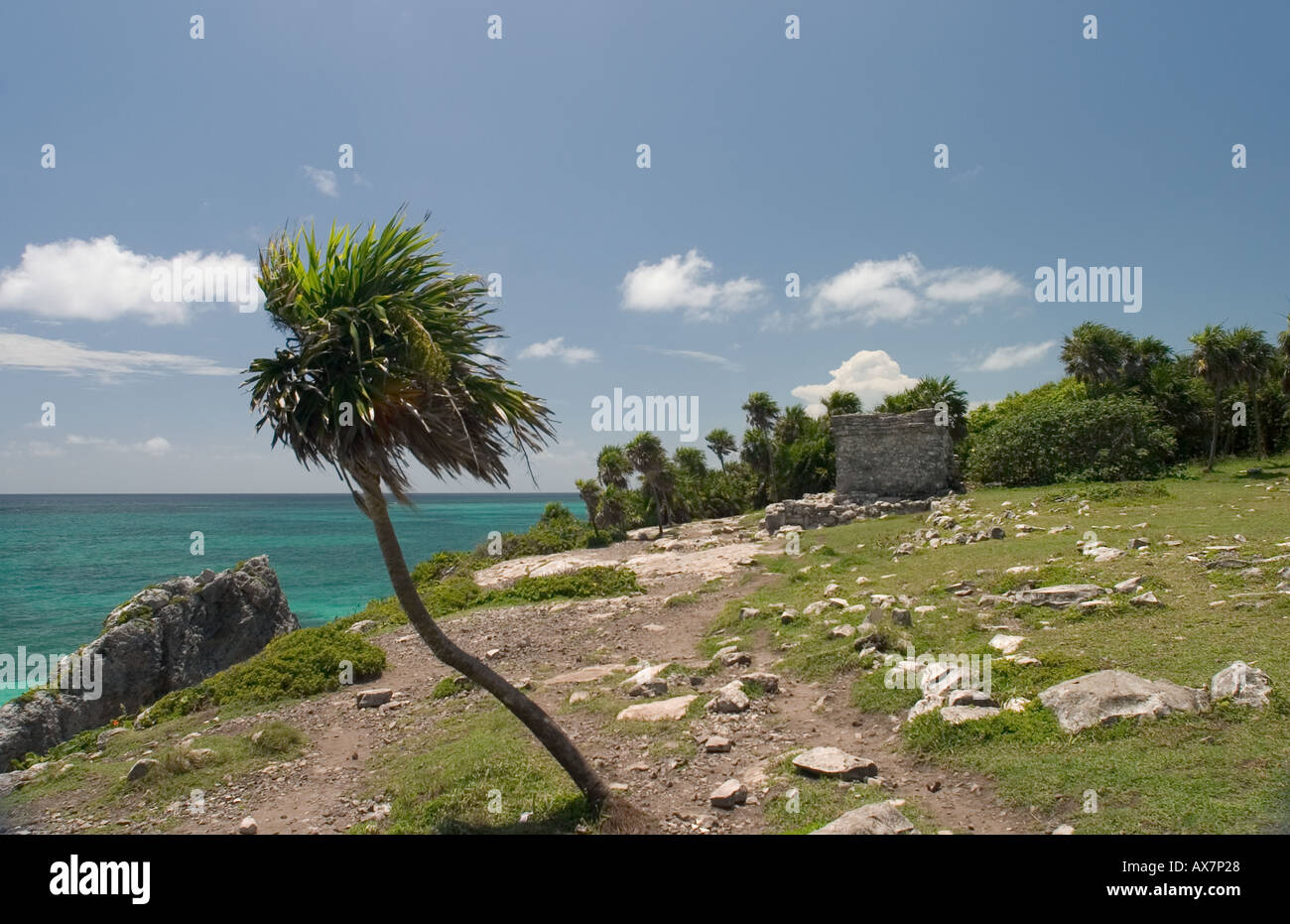 Bent Palm tree and ruin in Tulum Stock Photo - Alamy