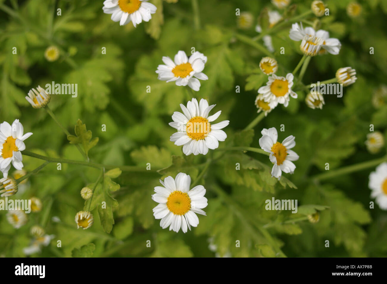 Partnenium hi-res stock photography and images - Alamy