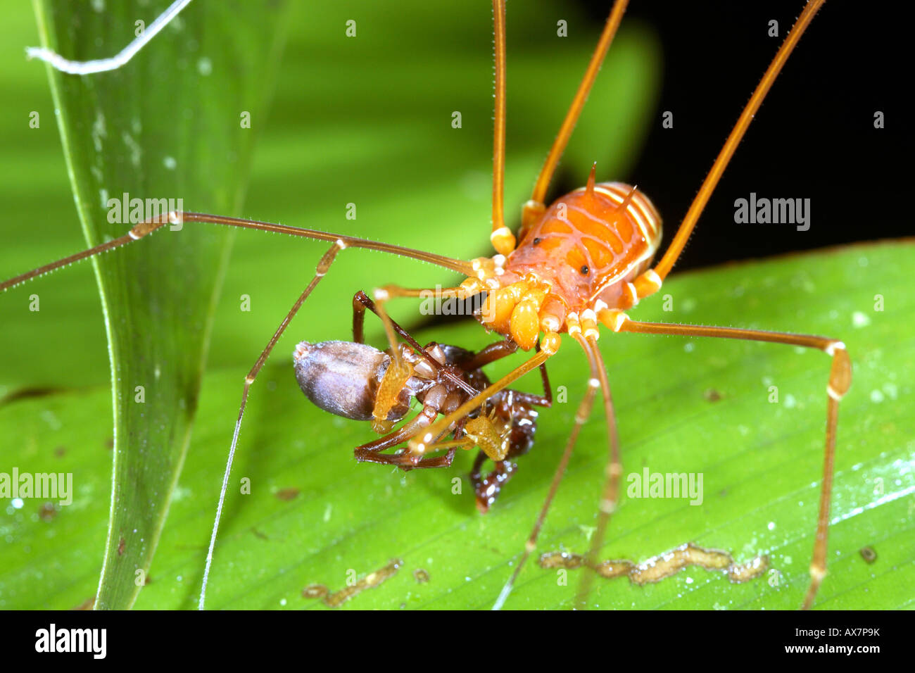 Harvestman (phalangid) feeding on a spider in the rainforest understory ...
