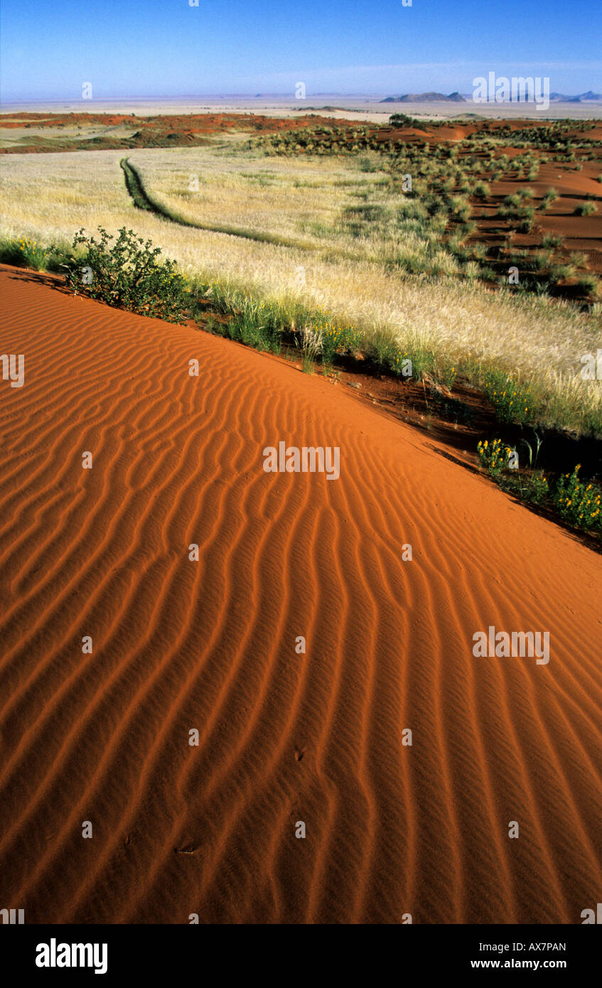Namib desert dune grass car track Dieprivier Namibia Stock Photo - Alamy
