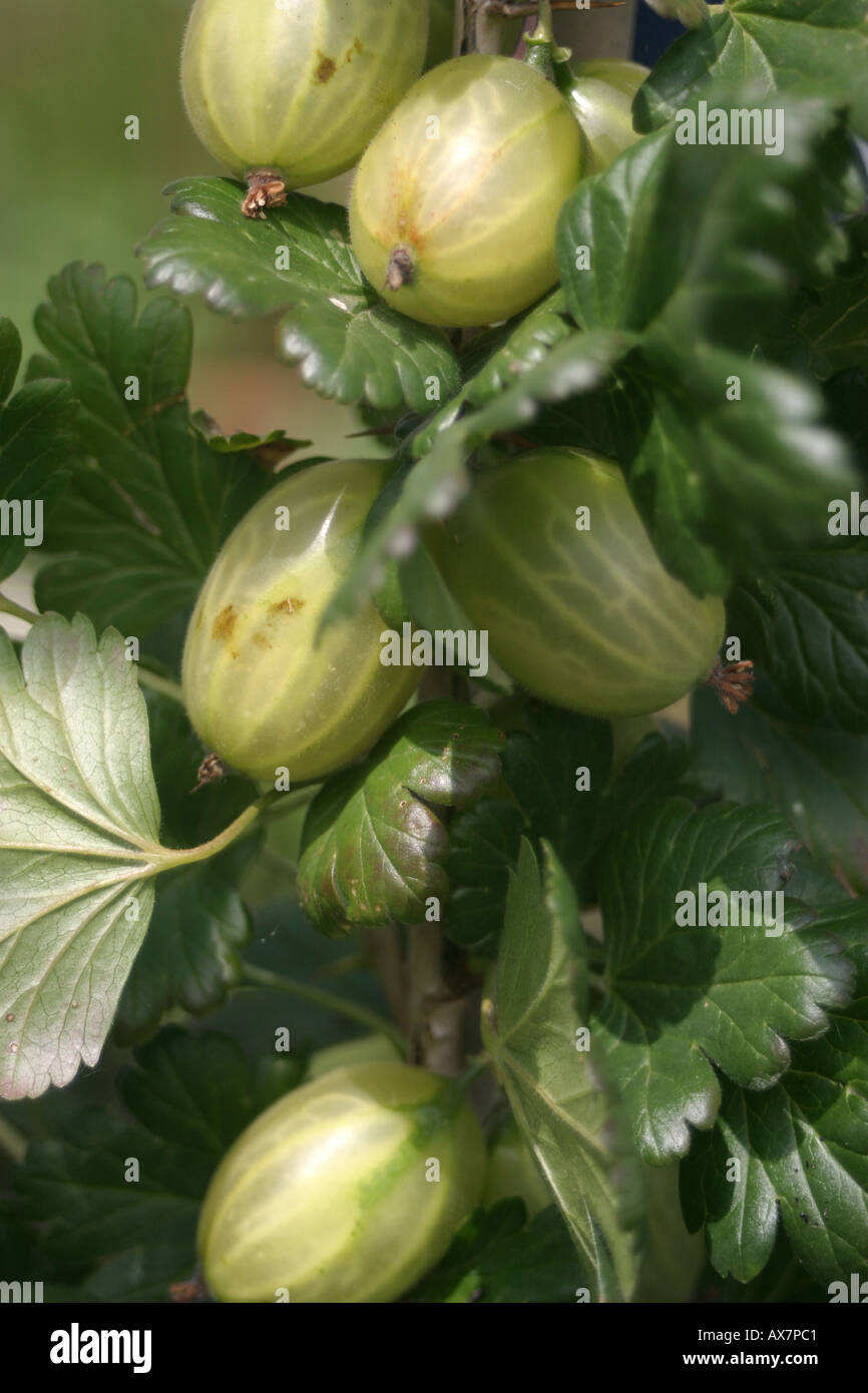 Gooseberry bush Ribes grossularia hardy deciduous shrub with juicy ...