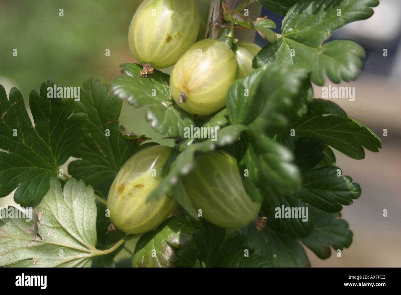 Gooseberry bush Ribes grossularia hardy deciduous shrub with juicy ...