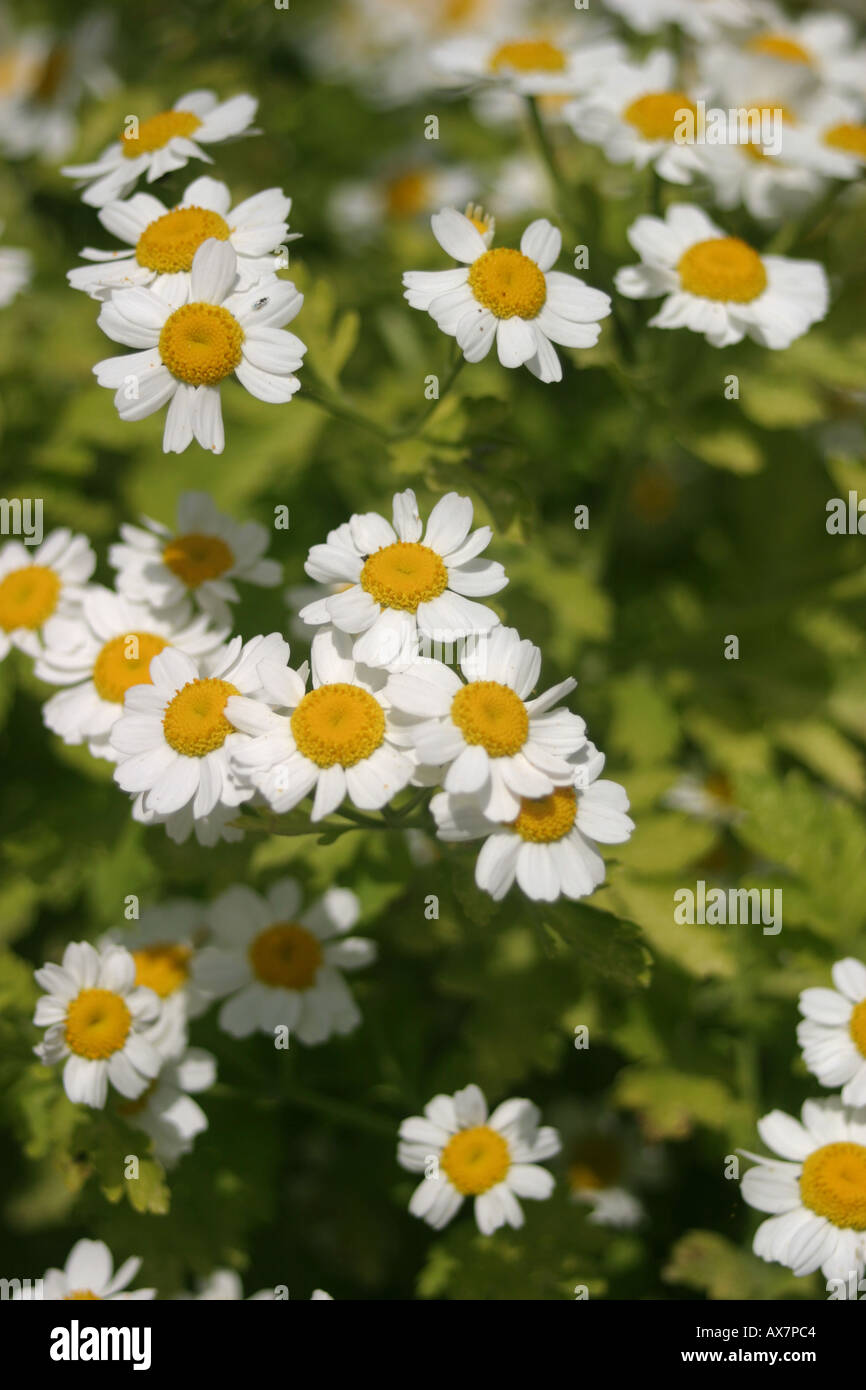 Feverfew wild and garden herb Tanacetum parthenium perennial with ...