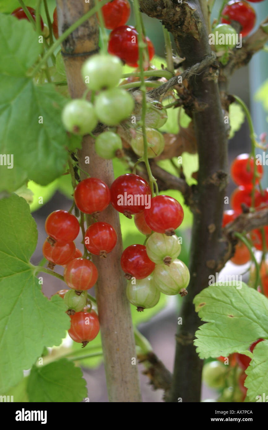 bright red berry bush Ribes rubrum grown extensively in parts of Europe ...