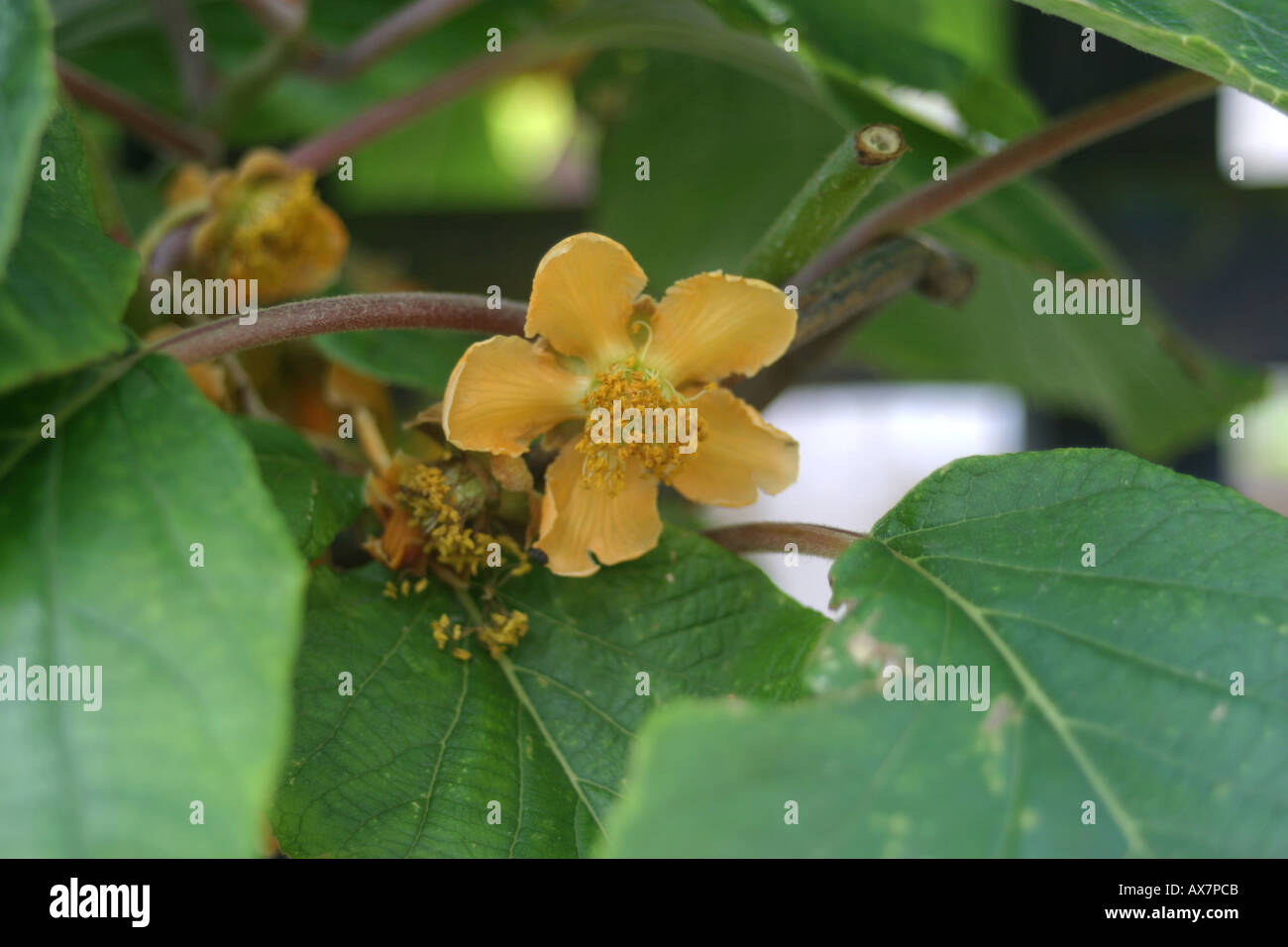 The flower of the kiwi fruit Stock Photo - Alamy