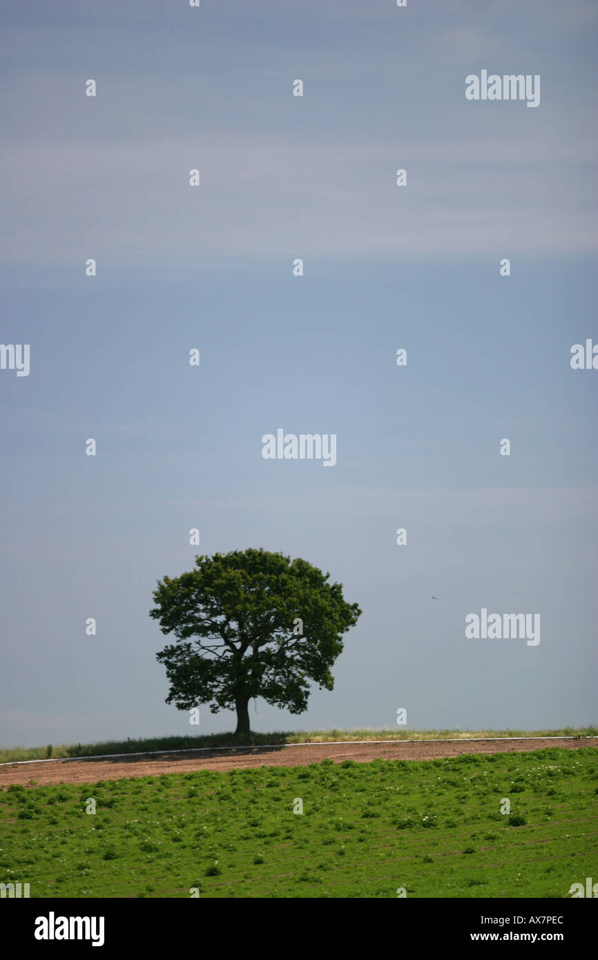 Tree in a field in Nottinghamshire Stock Photo - Alamy