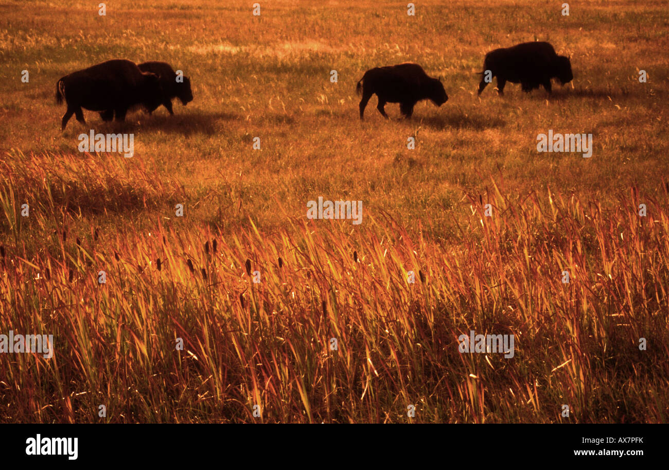 American Bison in autumn on tall grass prairie in Yellowstone National ...