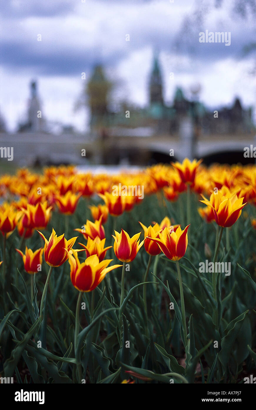 Tulips, Down Town, Ottawa Ontario, Canada Stock Photo - Alamy