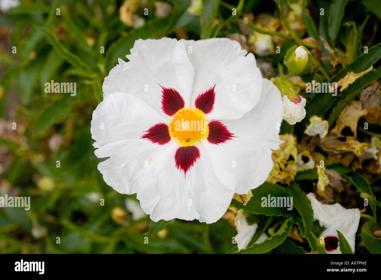 Cistus sp Spain and South Africa Stock Photo - Alamy