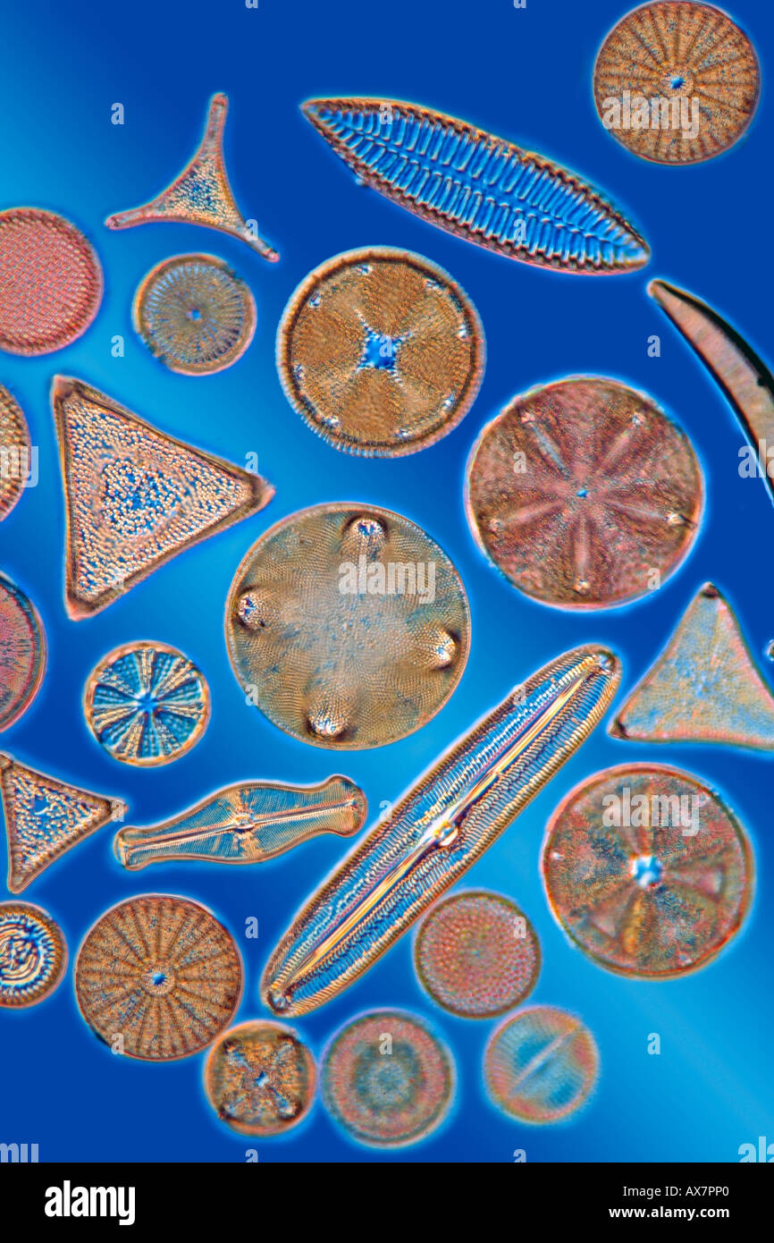 Diatoms in hi-res stock photography and images - Alamy