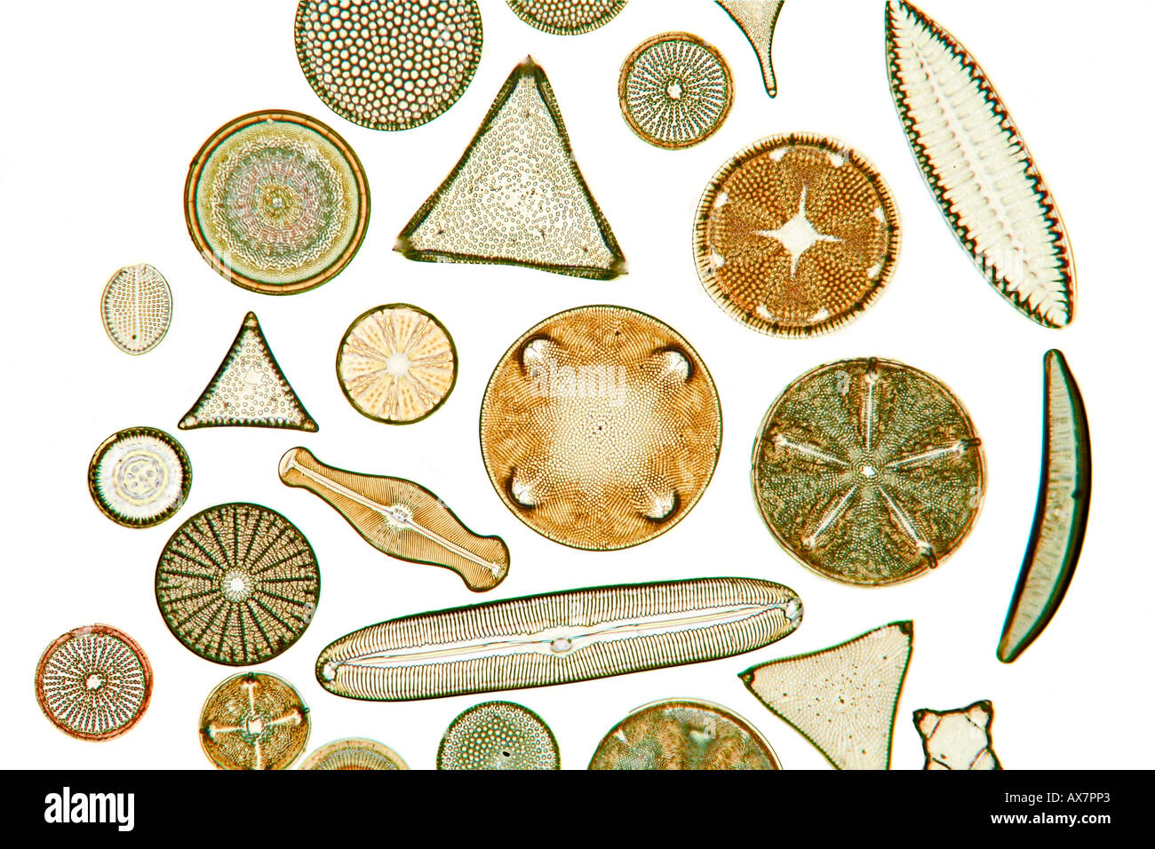 Freshwater Diatoms Identification
