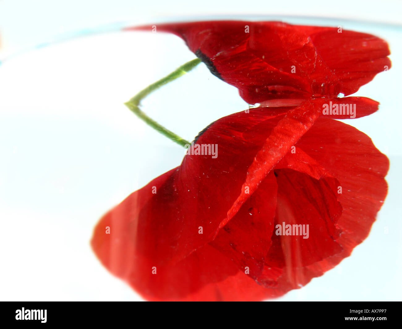 Poppy under water Stock Photo - Alamy
