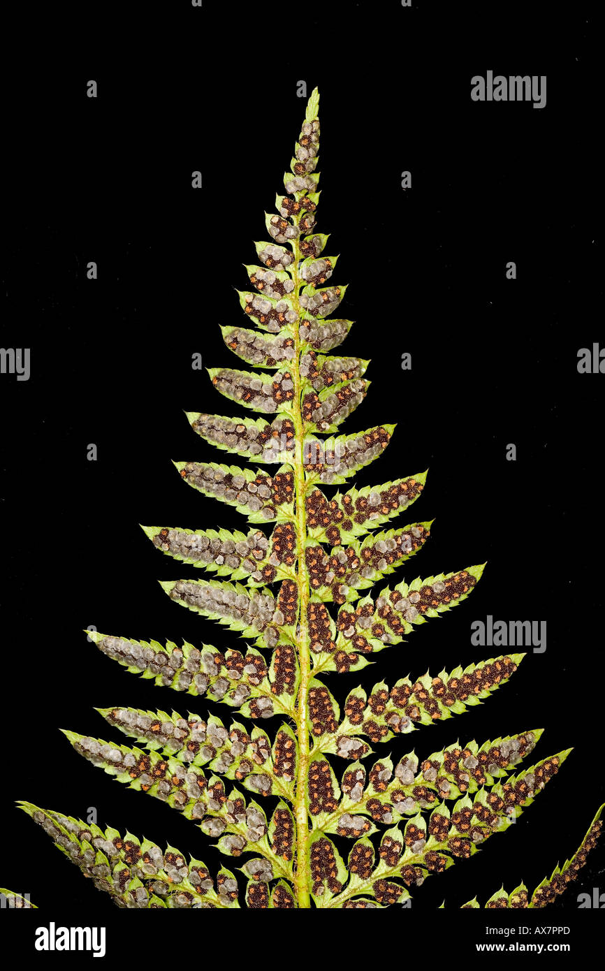 Spore hi-res stock photography and images - Alamy