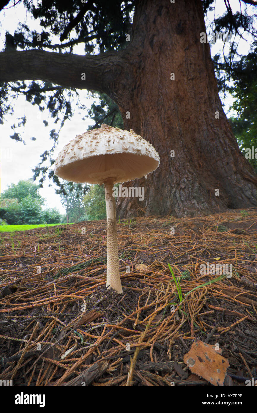 "Parasol Mushroom" [Lepiota procera] under wellingtonian pine tree ...